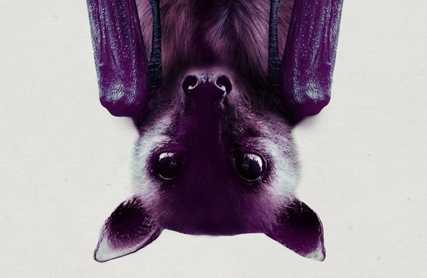 Diary: Batty show hangs out at Vault Festival | Vespertilio