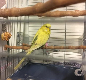 Performing Pets | animals in theatre